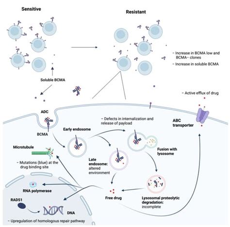 Bcma Antibody Drug Conjugate Antibody Drug Conjugates For Multiple
