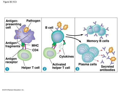 35 The Immune System Ppt Download