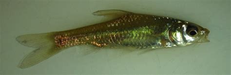 Tanzania Fish Species 2011 Continued The Mission Fly Fishing Magazine