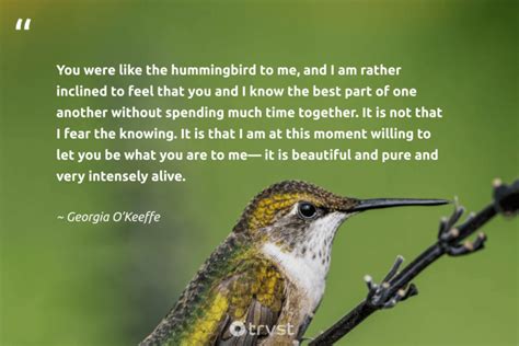 45 Hummingbird Quotes That Bring Joy And Color To Your Life