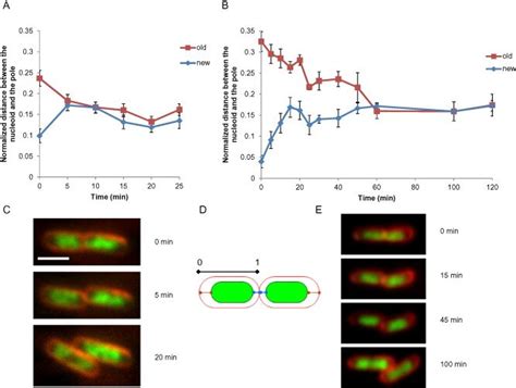 Time Lapse Measurements Of Nucleoid Positioninga B A Dynamic Download Scientific Diagram