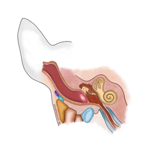 Anatomía Básica Del Oído Del Perro