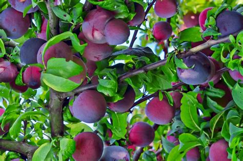 Best Dwarf Fruit Trees For Zone 6 At Yvette Beverly Blog