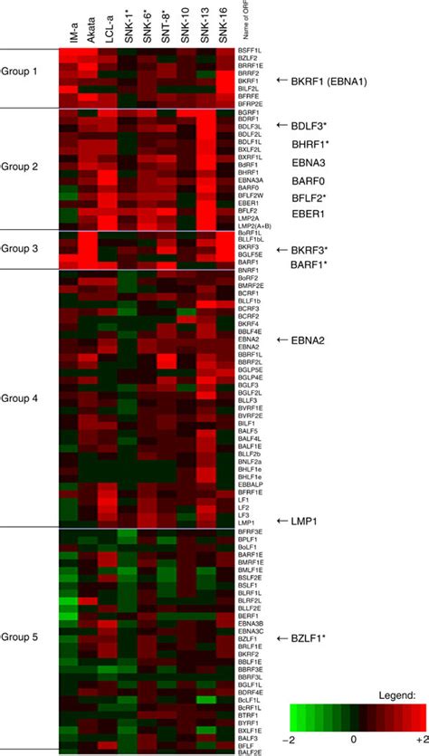 Transcriptional Profiling Of Ebv In Snkt Cells And Ebv Associated