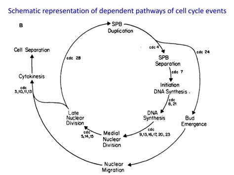 Ppt Yeast Cell Cycle Landmarks Powerpoint Presentation Free Download