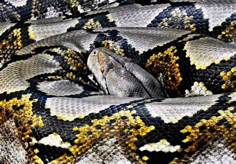 Apprendre Python Introduction Variables Types And Opérations De Base