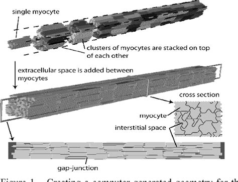 Figure 1 From A Model For Estimating The Anisotropy Of The Conduction Velocity In Cardiac Tissue