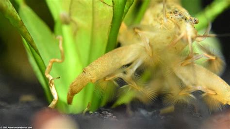 Bamboo Shrimp Tank Mates Food Care Feeding Video