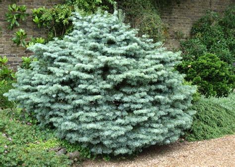 Пихта одноцветная (abies concolor) компакта (compacta) и виолацеа: фото ...
