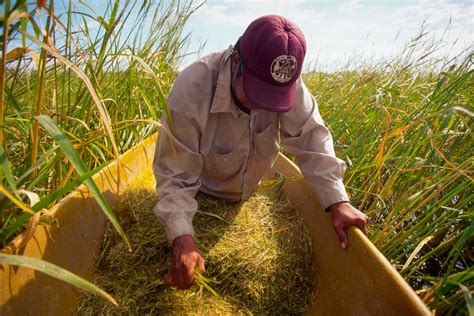 Traditional Wild Rice Harvesting At Alyssa Corrie Blog