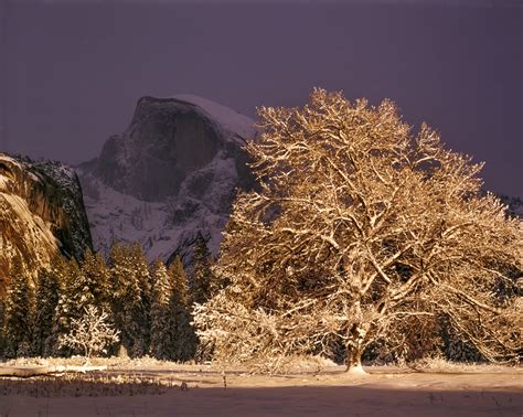 Half Dome And Elm Tree Winter Yosemite National Park By William Neill