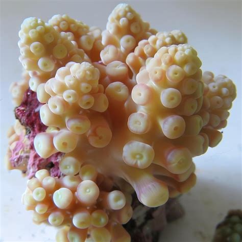 A Closeup Image Of A Cluster Of Yellow And Pink Clove Polyps Premium