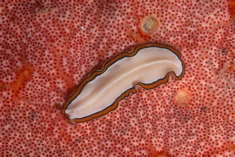 Confusing Flatworm Stock Image C044 4881 Science Photo Library