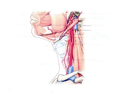 Chapter Diagram 2 Diagram Quizlet