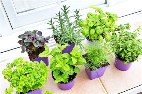 How To Plant A Prolific Indoor Herb Garden