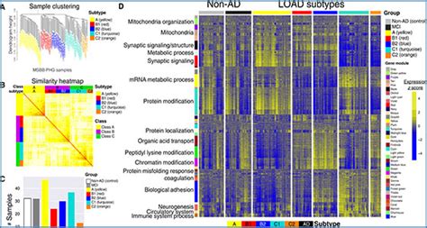 Molecular Subtyping Of Alzheimers Disease Using Rna Sequencing Data