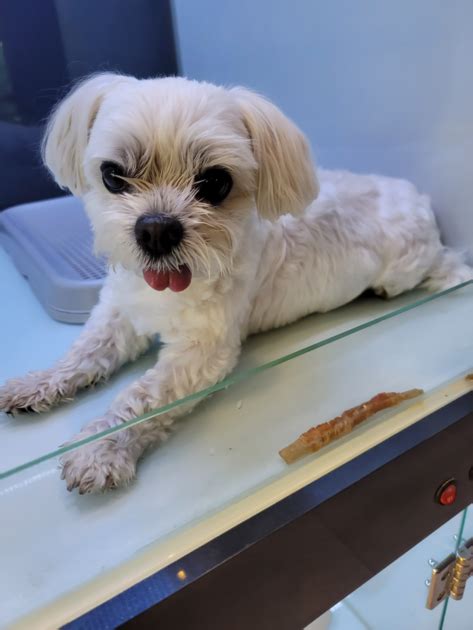 시베리안허스키 비숑분양가 포메 그레이하운드분양 광주애견샵 폼스키 유기견무료입양 위례강아지분양 슈 강아지무료분양 고양이무료분양 도그마루 보호소 유기견 강아지입양 유기견