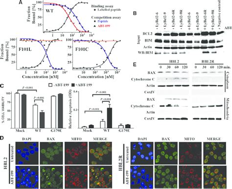 Functional Evaluation Of Bcl2 And Bax Mutations A Abt 199 Was Unable
