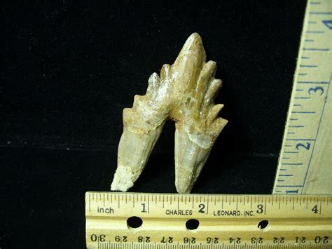 Basilosaurus Whale Tooth012921g The Stones And Bones Collection