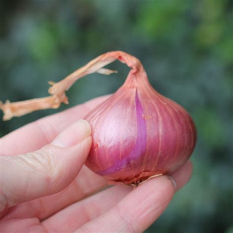 Red Shallot Bulb The Seed Collection