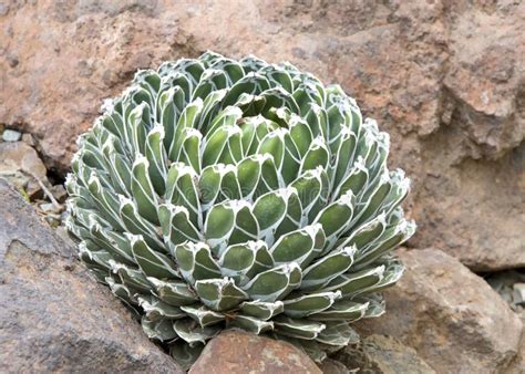 Queen Victoria Agave Or Royal Agave A Small Species Of Succulent Flowering Perennial Plant