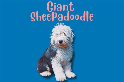 Giant Sheepadoodle The Big Fluffy Breed Guide