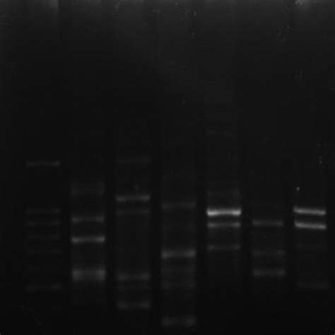 Random Amplified Polymorphic Dna Profiling Of Mutant And Nonmutant Download Scientific Diagram