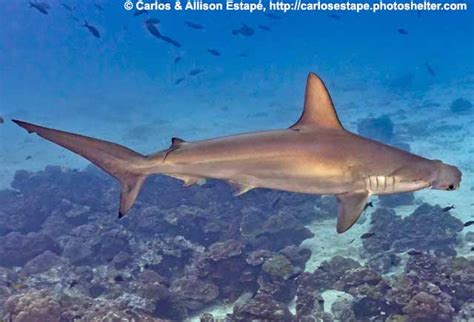 Sphyrna Lewini Iucn Status