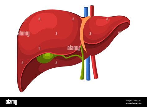 Hepatic Artery Cut Out Stock Images And Pictures Alamy