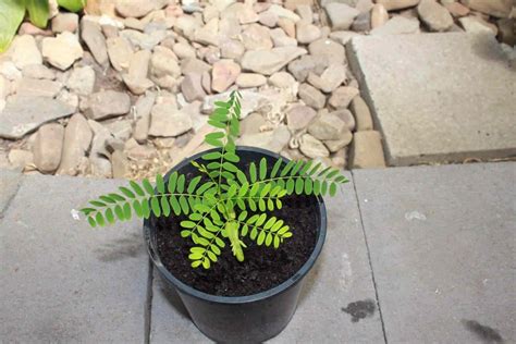 Delonix Regia Royal Poinciana The Seed Vine