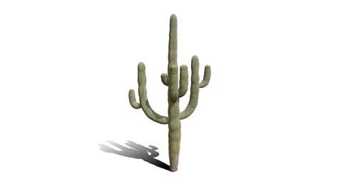 Realistic Hd Saguaro Cactus 2030 Download Free 3d Model By