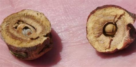 Women Are Using Ground Wasp Nests To Get A Tighter Vagina Yourtango