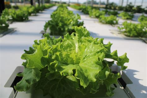 The Biotool Revolutionizing Water Use Efficiency In Agriculture 🌱