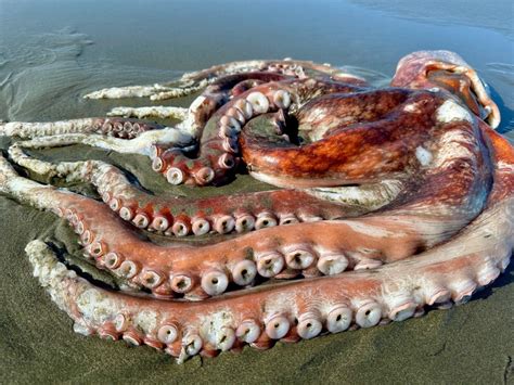 Giant Pacific Octopus Size Comparison