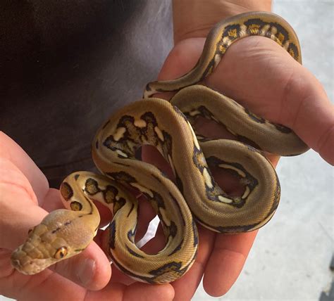 Super Dwarfdwarf Tiger Reticulated Python By Skb Exotics Morphmarket