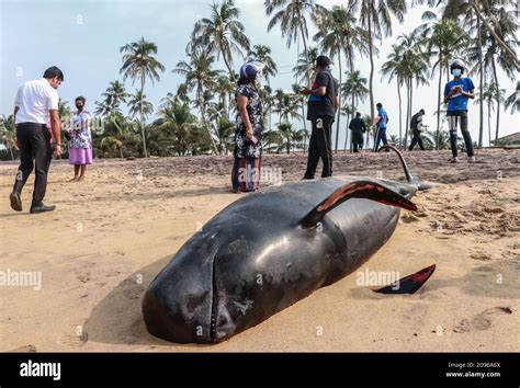 Panadura Sri Lanka