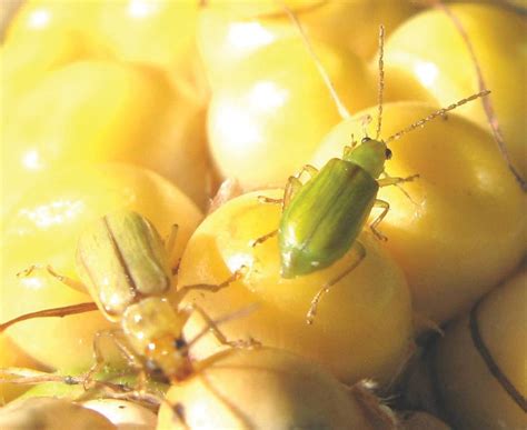 More Corn Rootworm Found In Manitoba Manitoba Co Operator