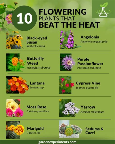 Top 10 Flowering Plants That Are Heat Tolerant