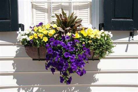 How To Pick The Perfect Flowers For Your Window Boxes Tip Junkie