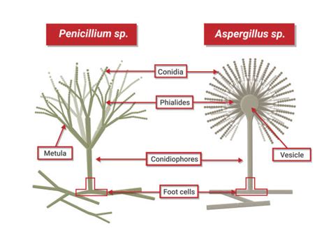 Aspergillus Conidiophores Labeled