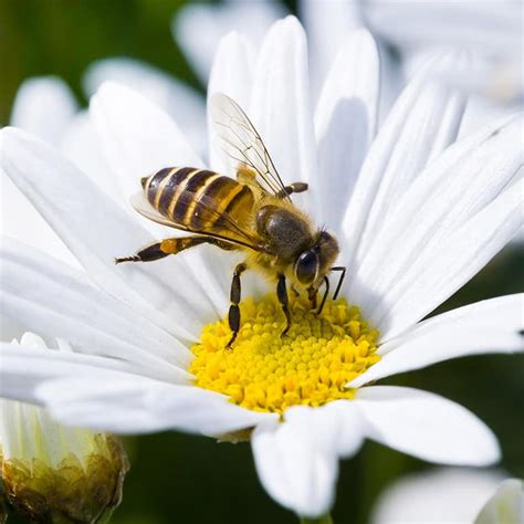 Honey Bees Honey Bee Nest Removal