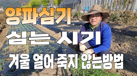 양파 심는 시기와 양파 얼지 않게 재배하기 Youtube