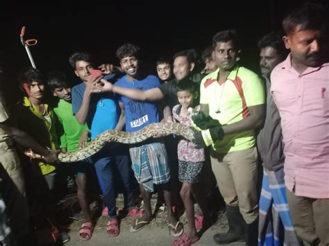 A 10 Feet Python Was Caught 10 அடி நீள மலைப்பாம்பு பிடிப்பட்டது