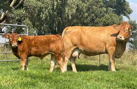 Limousin Cows Breed Profile Characteristics And Facts