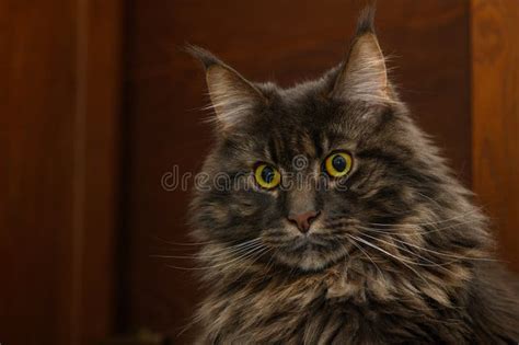 Maine Coon Cat Face Close Up With Dark Door Background Stock Image