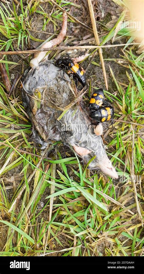 Common Sexton Beetle Nicrophorus Vespilloides Laying Their Eggs On A