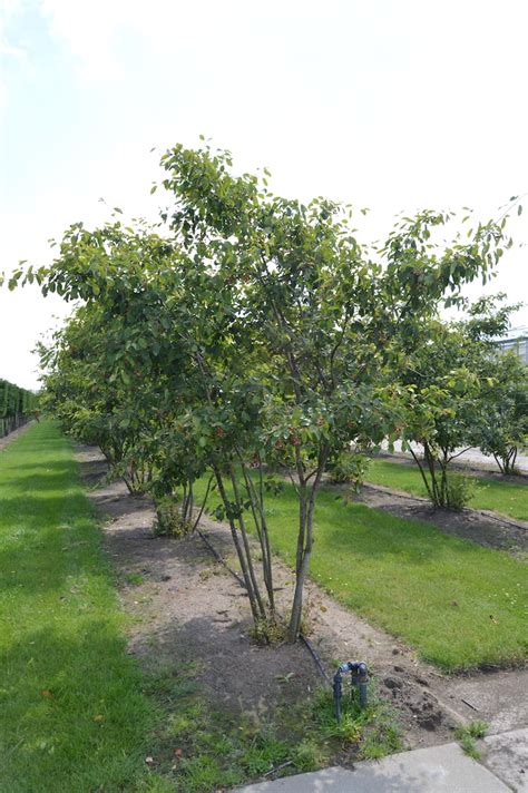 Multi Stem Trees Gallery Valley Plants