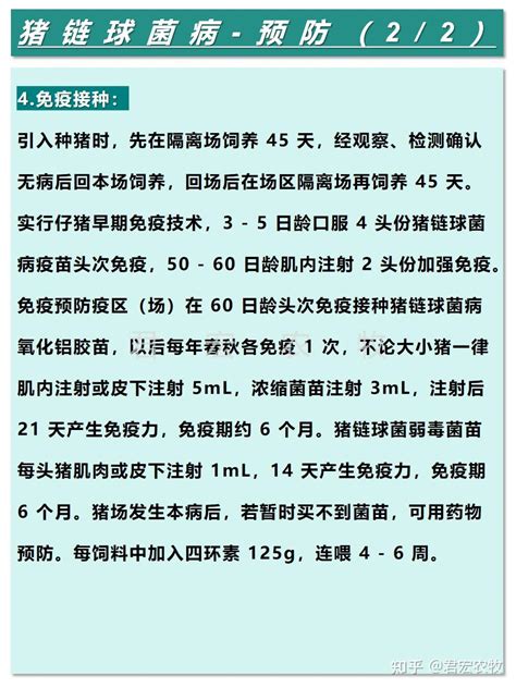 猪链球菌病4种类型4类预防3大类治疗 知乎