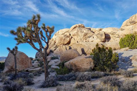 Joshua Trees Jumbo Rocks An Oasis Of Adventure