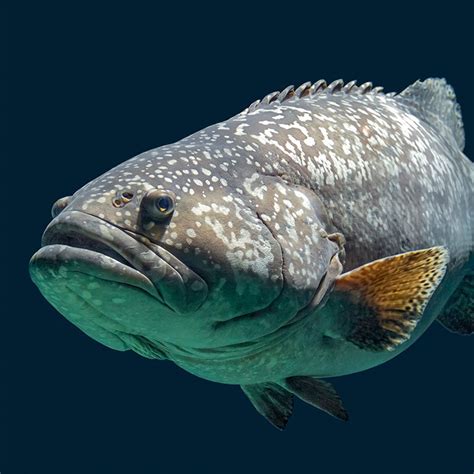 Giant Grouper Georgia Aquarium